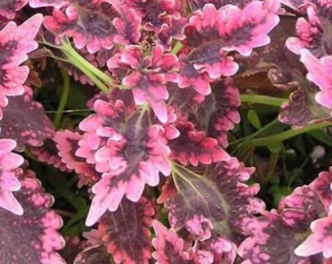 40 Seeds Breathtaking Coleus Plant Semillas Samen Grained - Etsy Canada