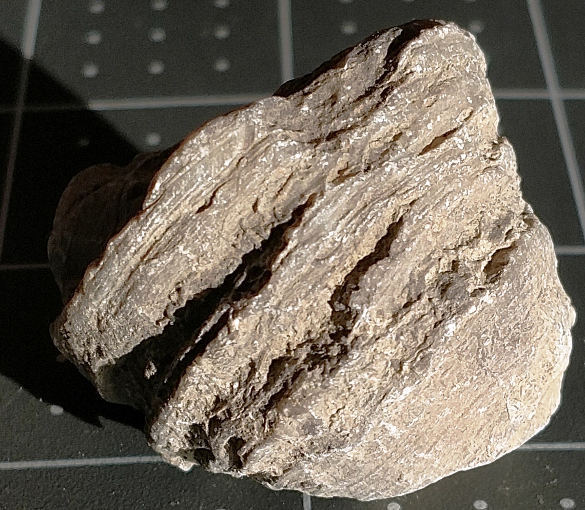 Fossilized Horn Coral Rugosa 1.73 oz. Tetracorallia Petrified | Etsy