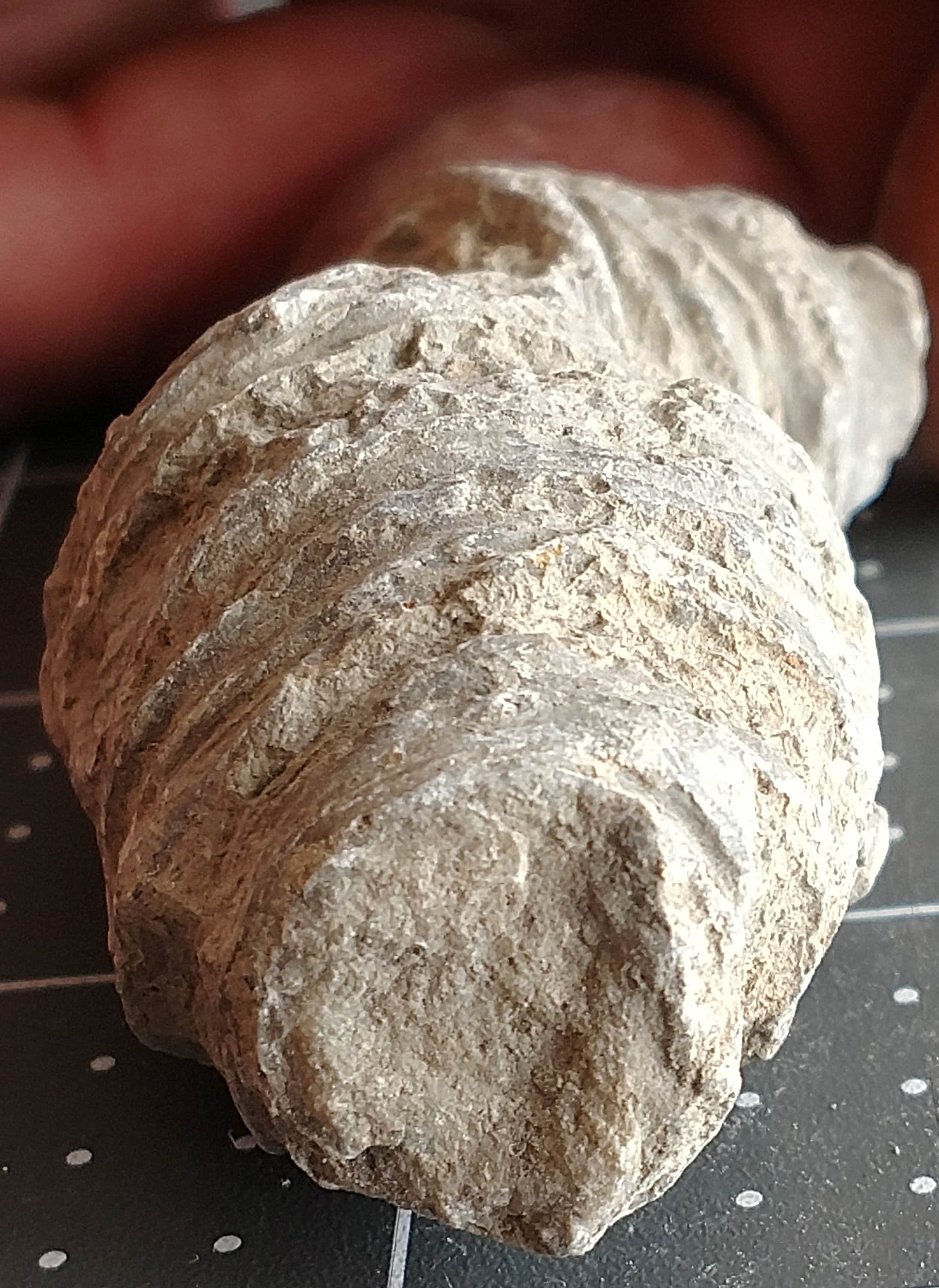 Fossilized Horn Coral Rugosa 2.72 Oz. Tetracorallia Petrified Sea Life ...