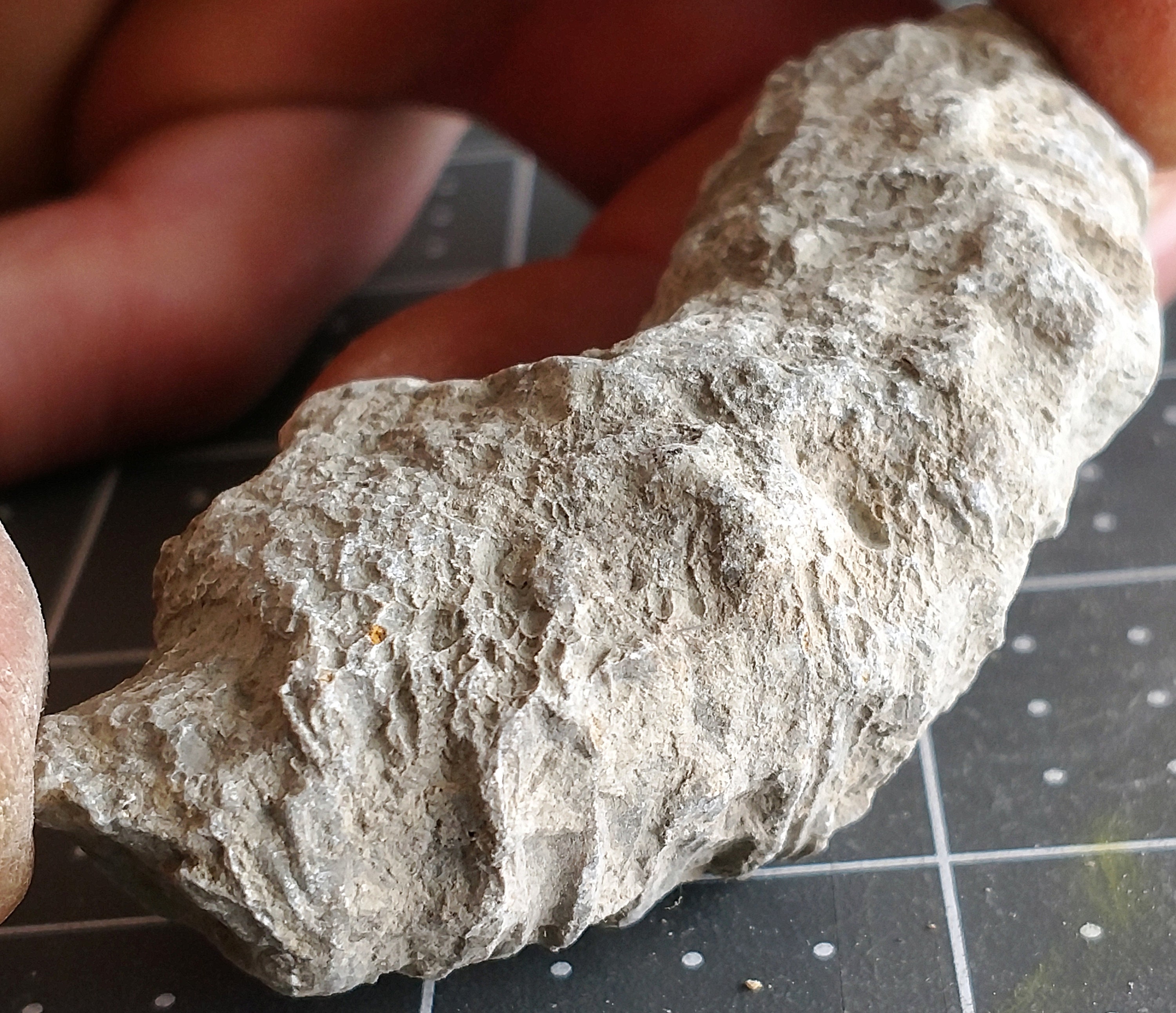 Fossilized Horn Coral Rugosa 2.72 Oz. Tetracorallia Petrified Sea Life ...