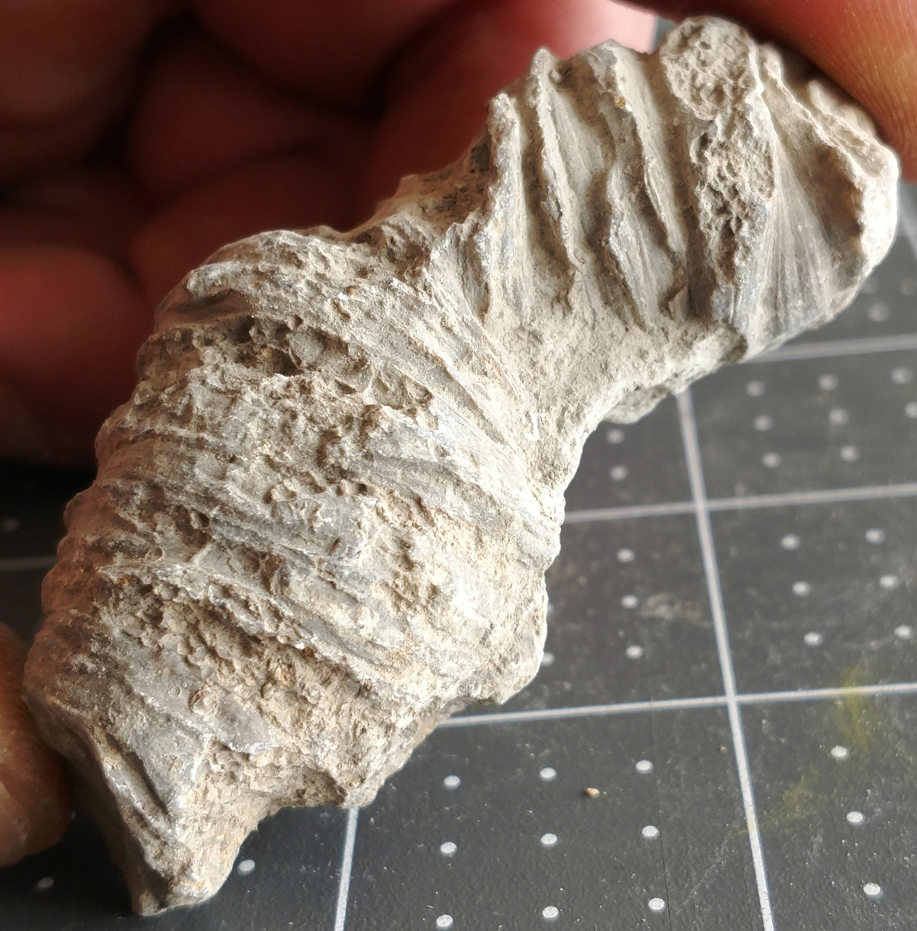 Fossilized Horn Coral Rugosa 2.72 Oz. Tetracorallia Petrified Sea Life ...