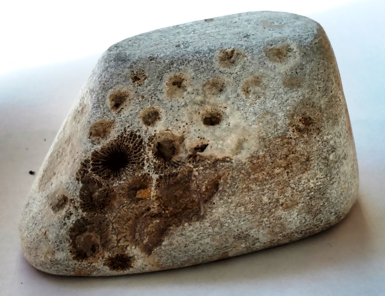 Natural Petoskey Stone 193 grams Petrified Sea Life for | Etsy