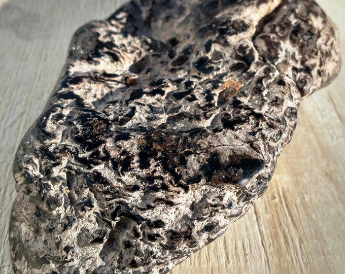 Polished Petrified Palm Wood Palmoxylon 4# 0.4 Oz. for Display Lapidary ...