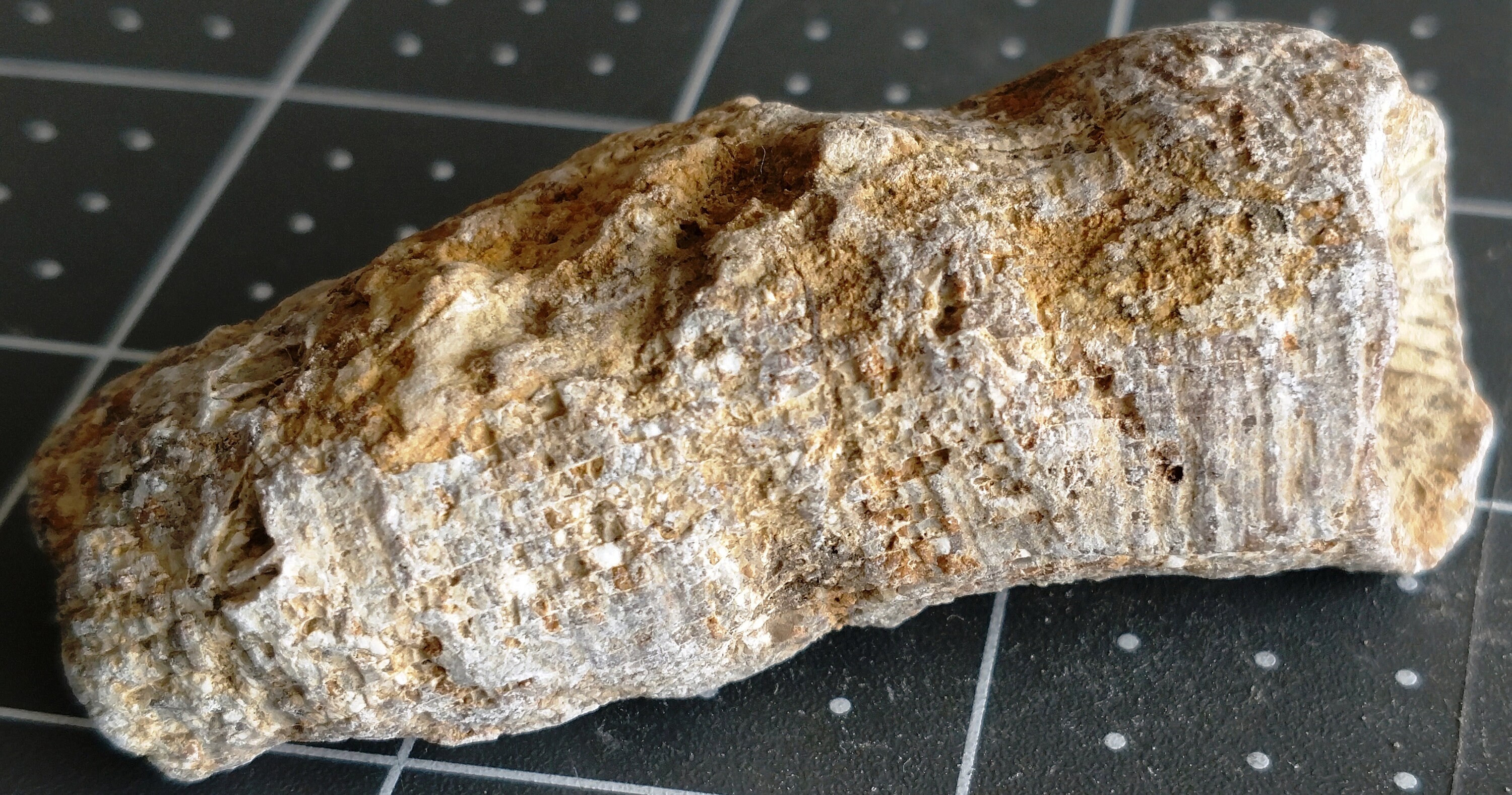 Fossilized Horn Coral Rugosa 2.19 oz. Tetracorallia Petrified | Etsy