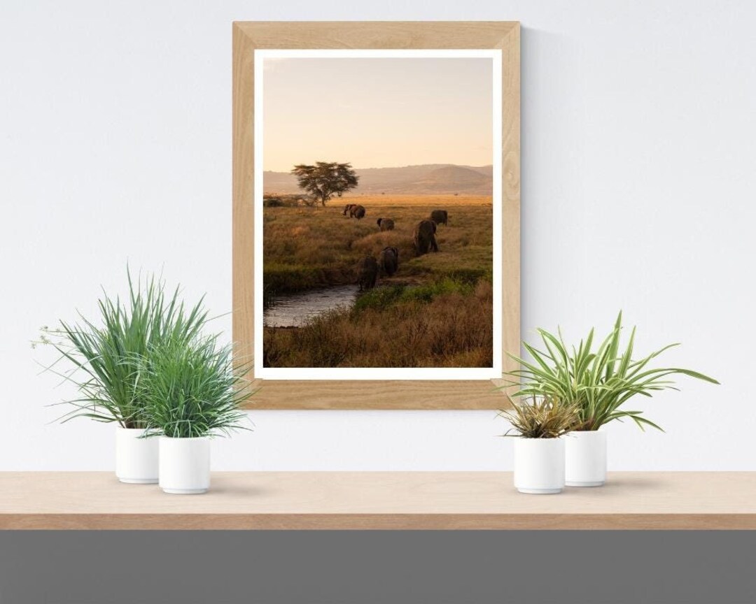 Elephant Family Wandering Through the African Savanna in Kenya During ...