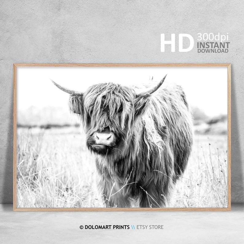Rustic Highland Cow Print Cattle Wall Art Black and White - Etsy