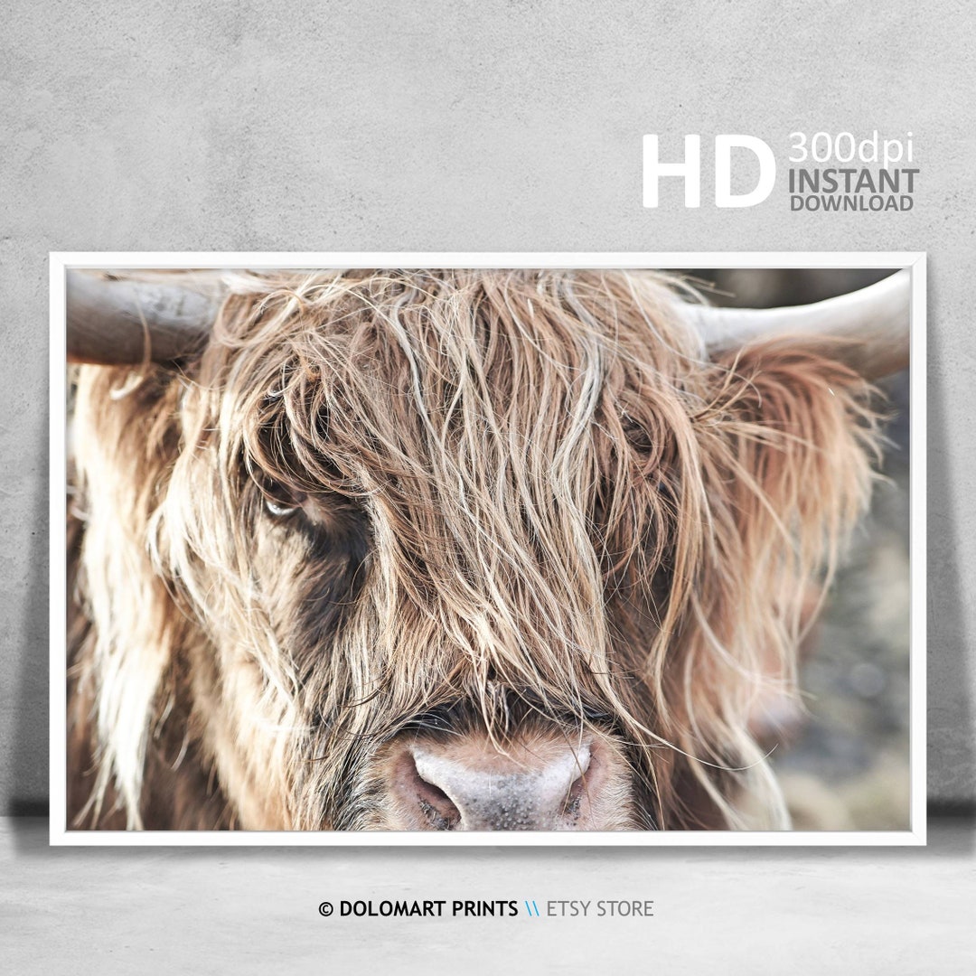 Nursery Cattle Photography Print, Printable Cow Portrait Decor ...