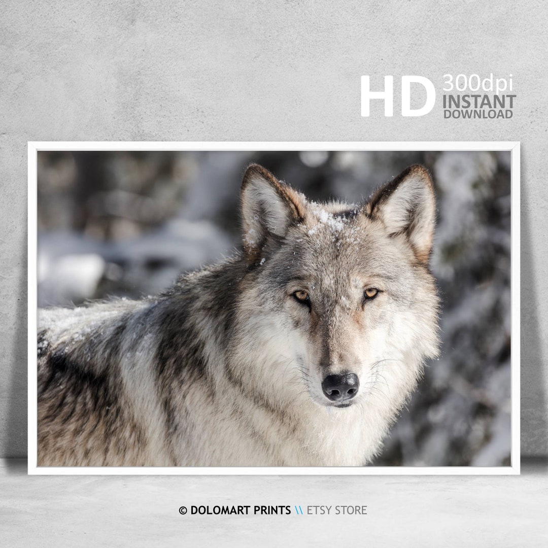 Wolf Portrait Photography Print, Wilderness Animal Poster (digital ...