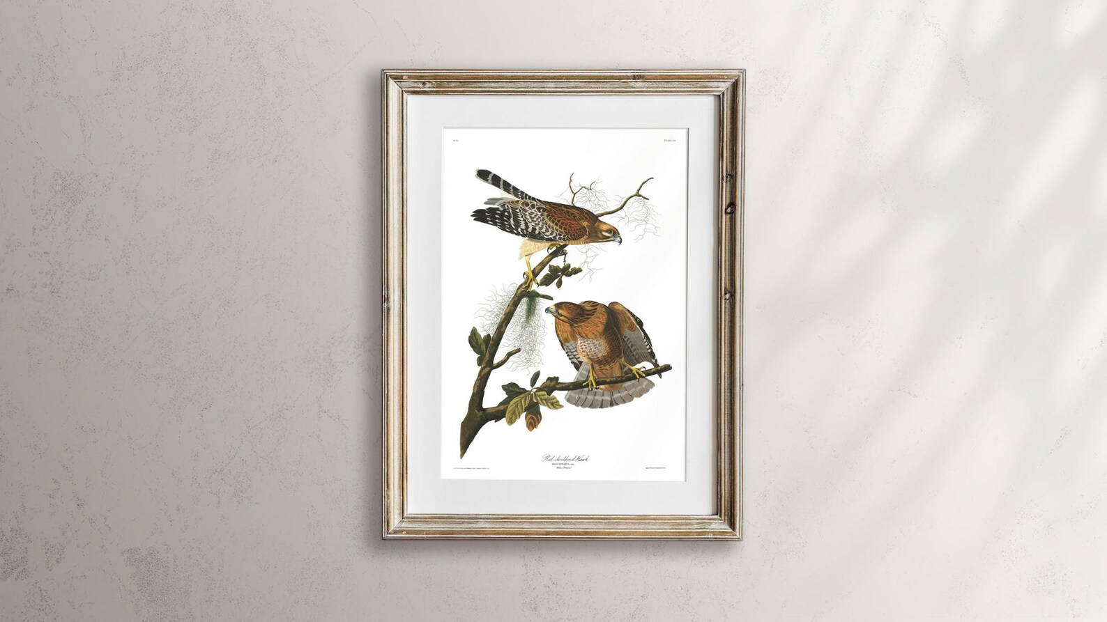Red Shouldered Hawk Print Vintage Bird Illustration From - Etsy