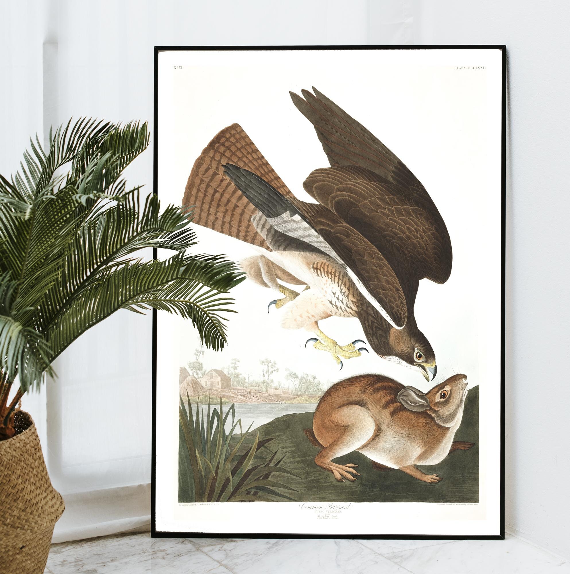 Common Buzzard Print Vintage Bird Illustration From 19th - Etsy