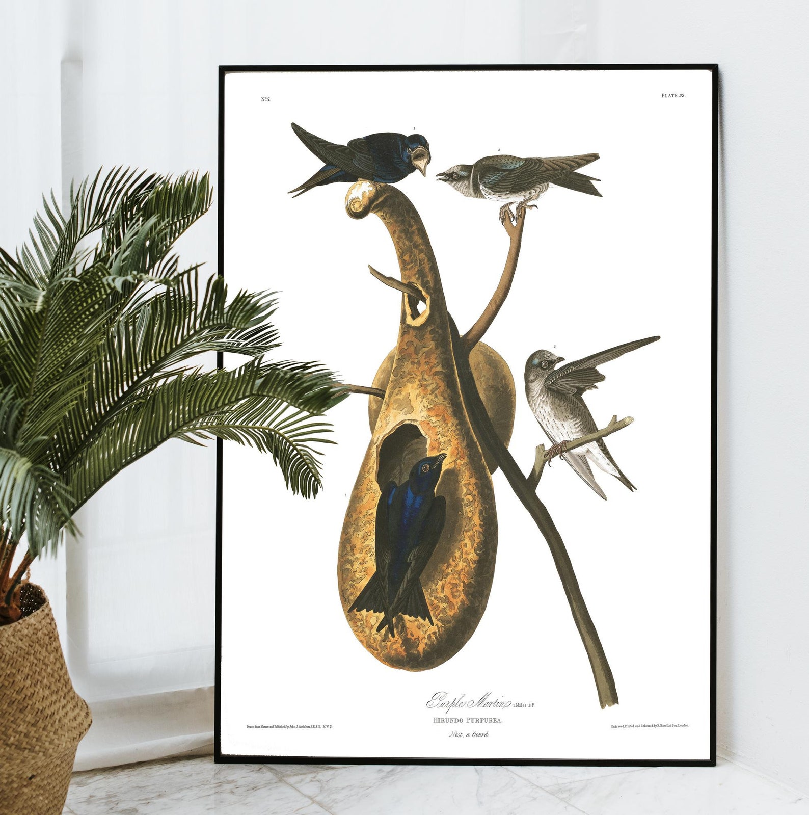 Purple Martin Print Vintage Bird Illustration From 19th - Etsy