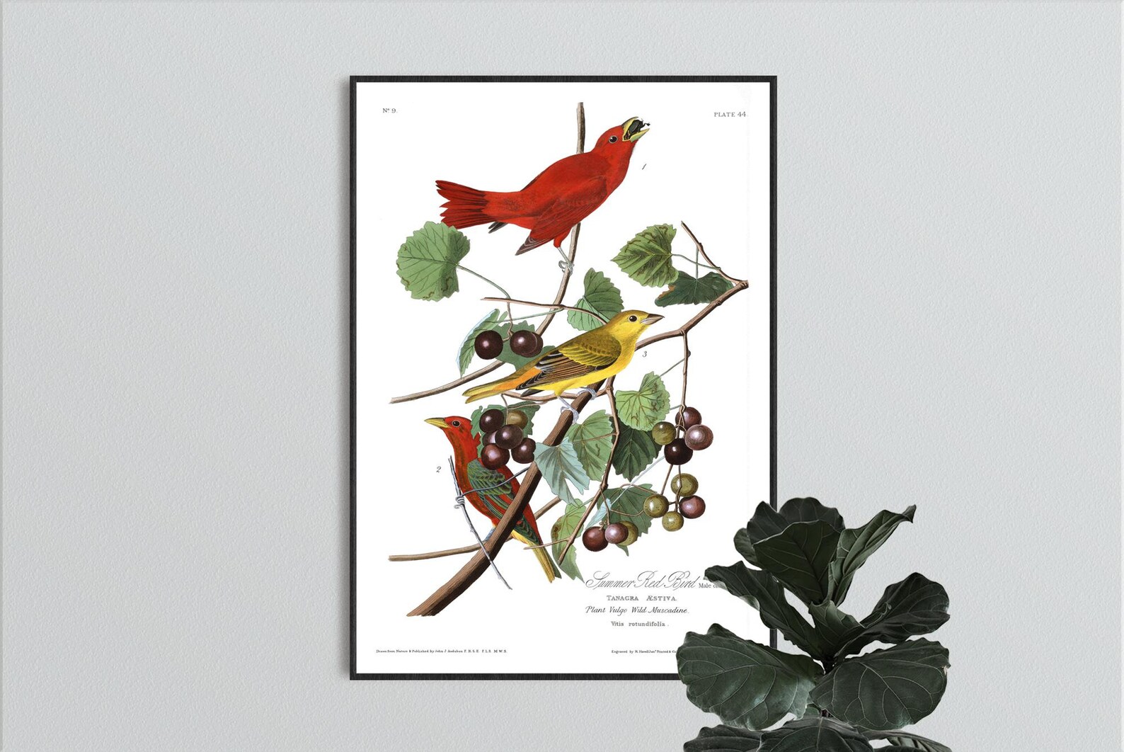 Summer Red Bird Print Vintage Bird Illustration From 19th - Etsy
