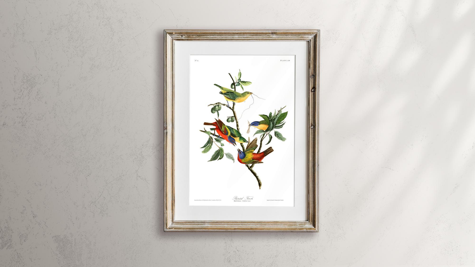 Painted Finch Bird Print Vintage Bird Illustration From 19th | Etsy