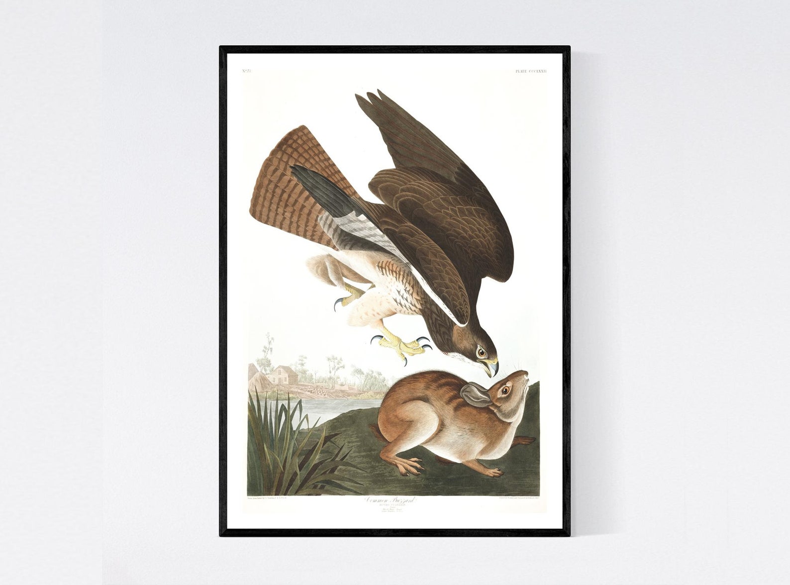 Common Buzzard Print Vintage Bird Illustration From 19th - Etsy