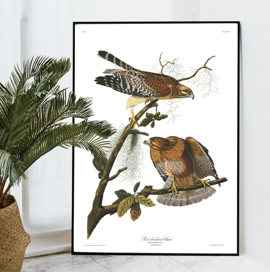 Red Shouldered Hawk Print Vintage Bird Illustration From 19th Century ...