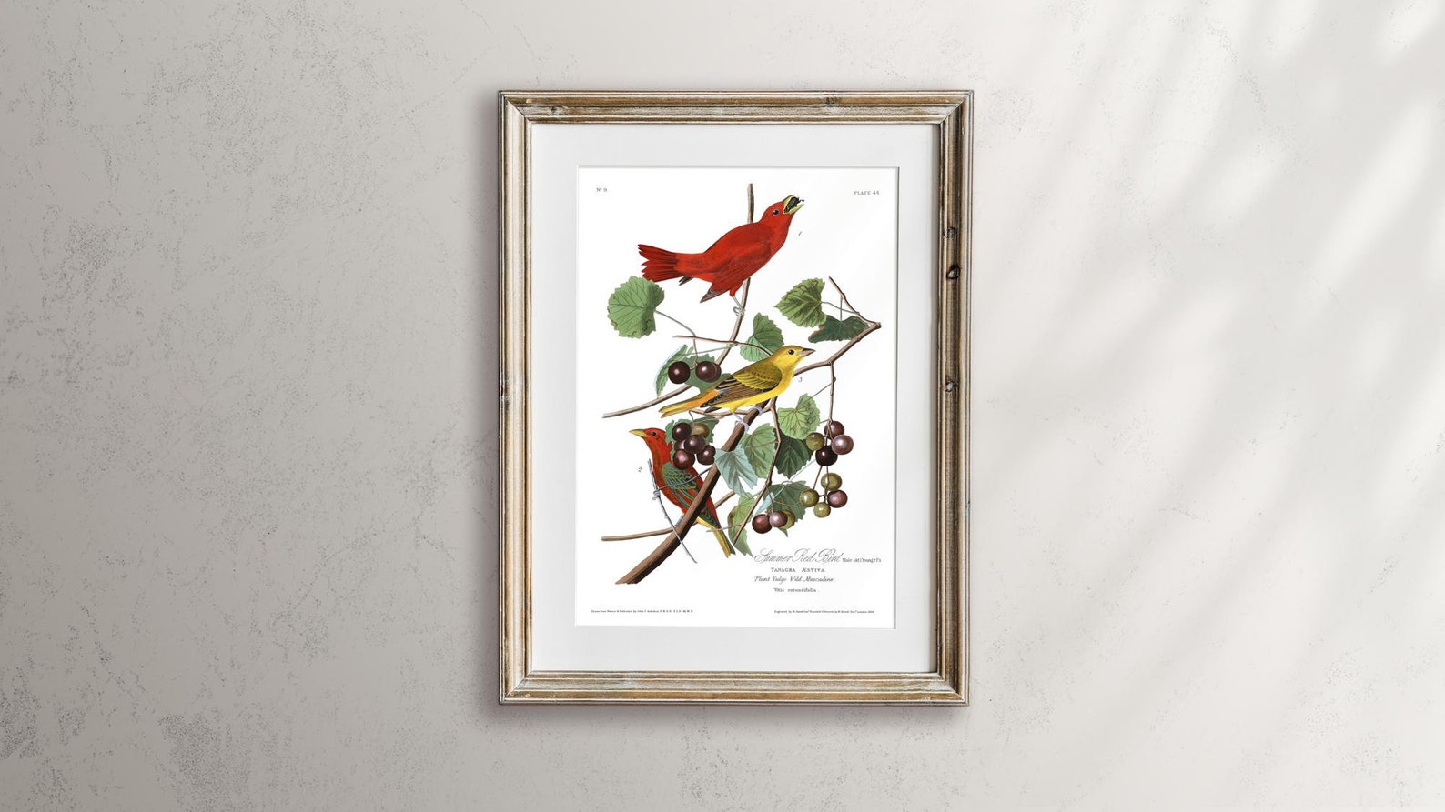 Summer Red Bird Print Vintage Bird Illustration From 19th - Etsy