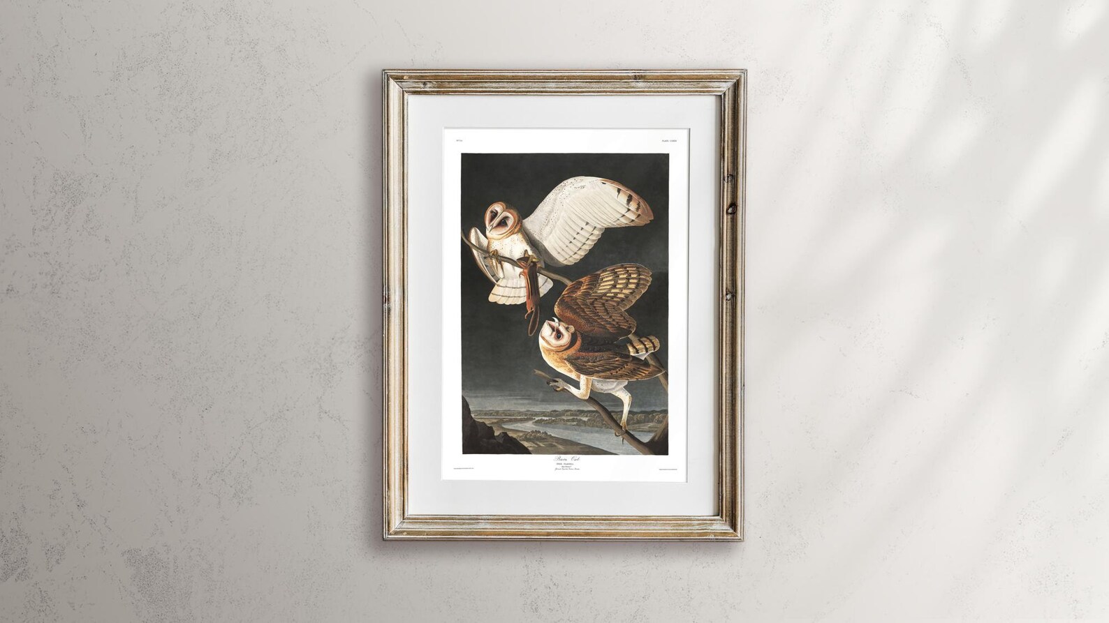 Barn Owl Print Vintage Bird Illustration From 19th Century | Etsy