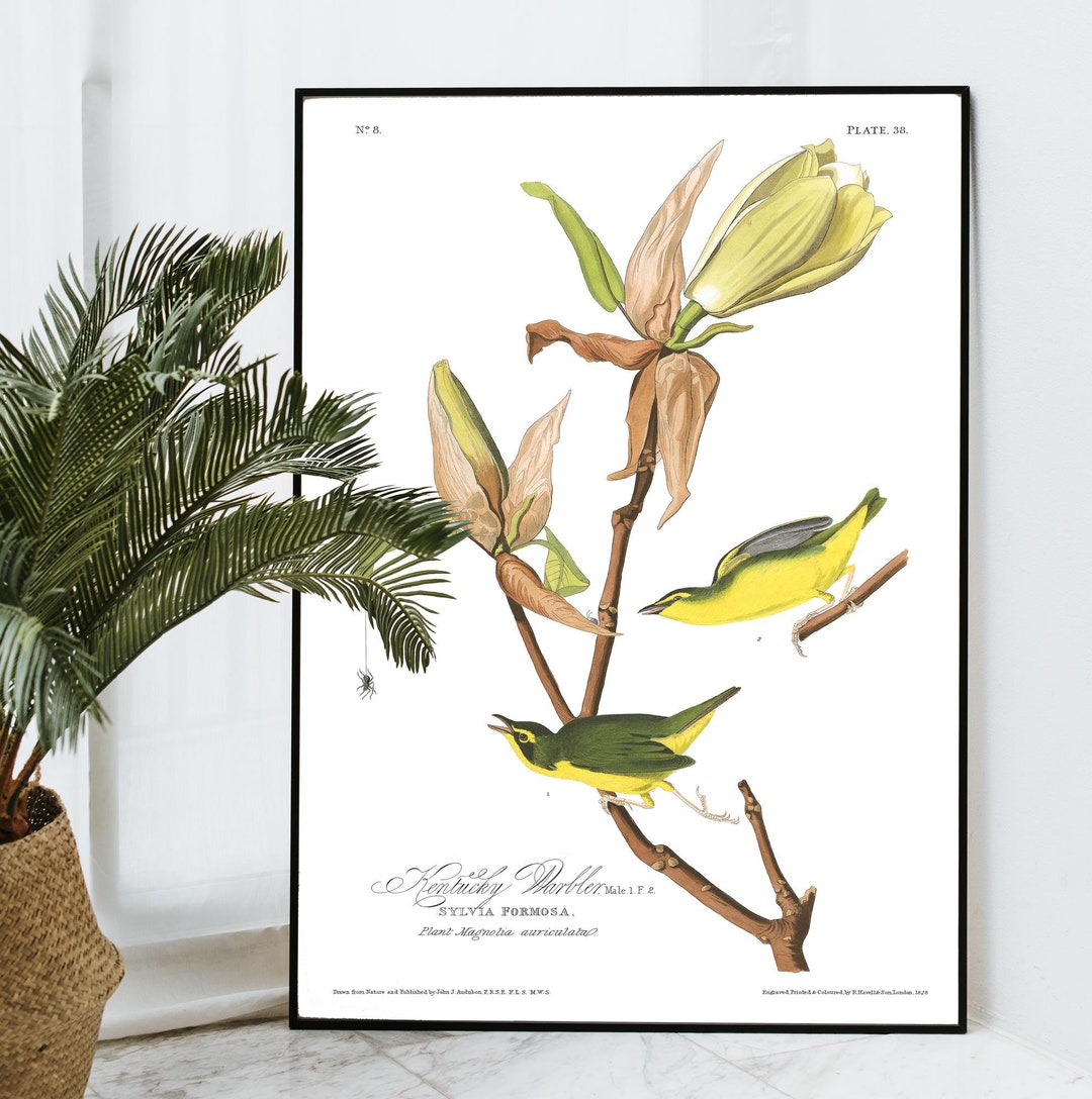 Kentucky Warbler Bird Print Vintage Bird Illustration From 19th Century ...