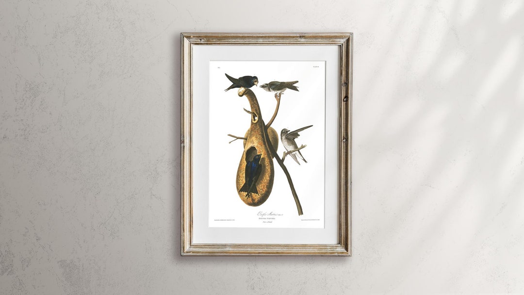 Purple Martin Print Vintage Bird Illustration From 19th Century Retro ...