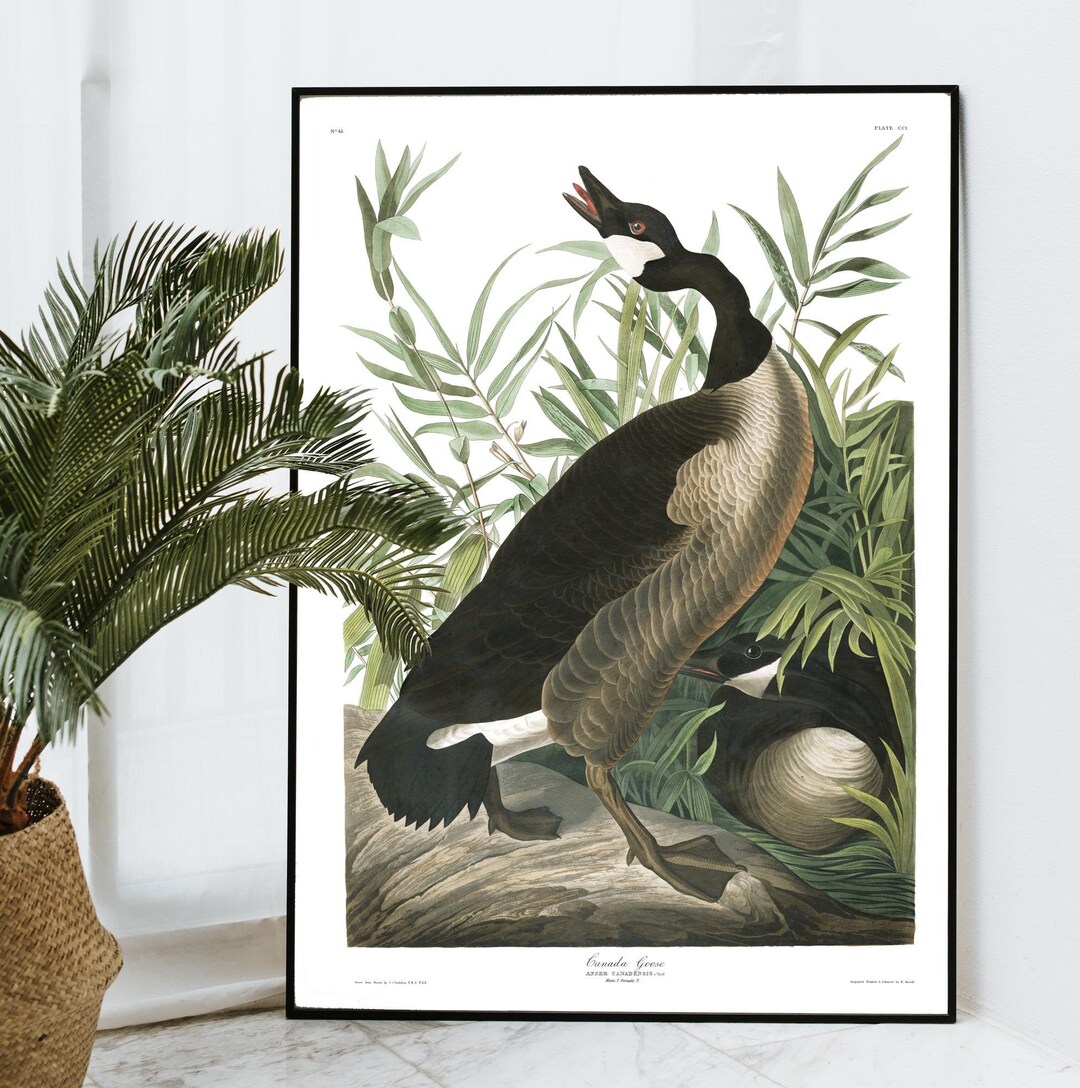 Canada Goose Print Vintage Bird Illustration From 19th Century Retro ...