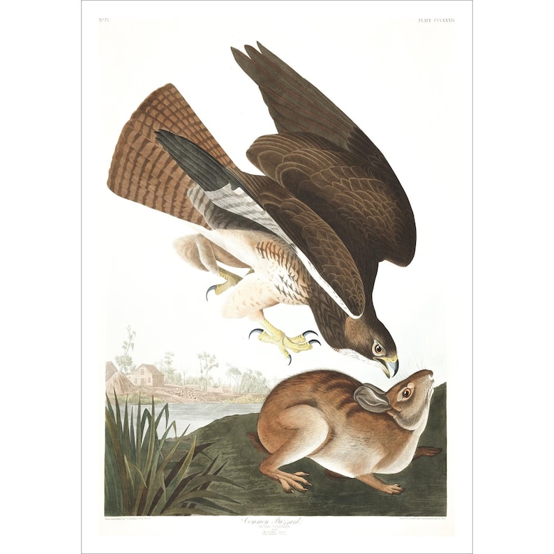 Common Buzzard Print Vintage Bird Illustration From 19th - Etsy