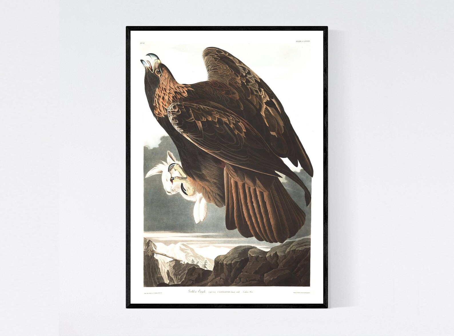 Historic Golden Eagle Print Vintage Bird Illustration from | Etsy