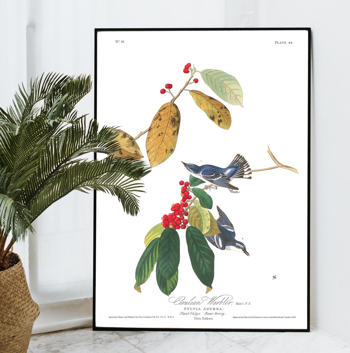 Cerulean Warbler Print Vintage Bird Illustration From 19th - Etsy