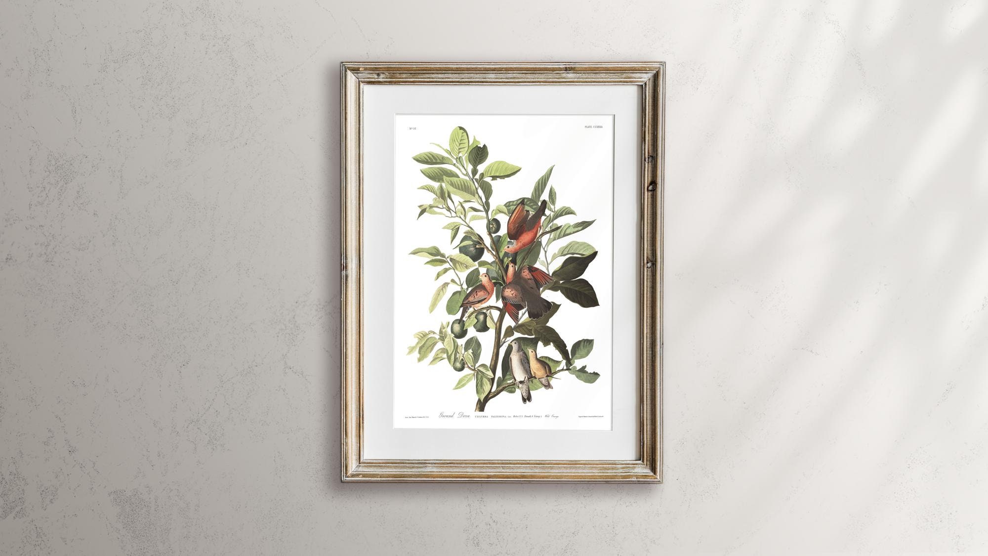 Ground Dove Print Vintage Bird Illustration From 19th - Etsy