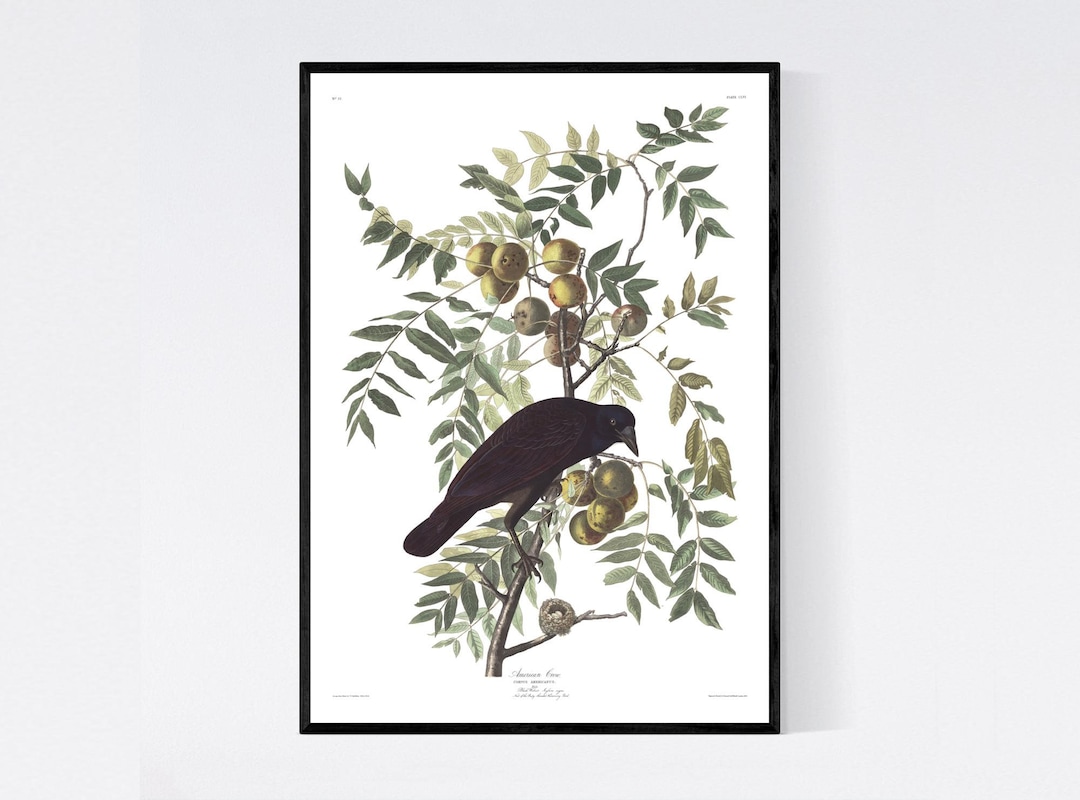 American Crow Print Vintage Bird Illustration From 19th Century Retro ...