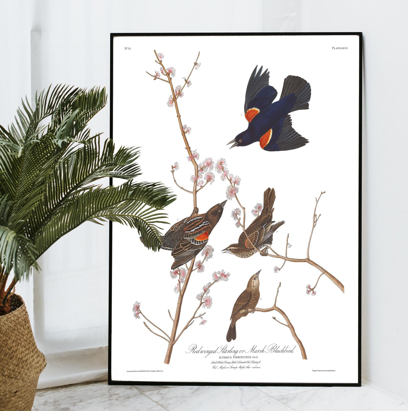 Red Winged Starling Print Vintage Bird Illustration From | Etsy