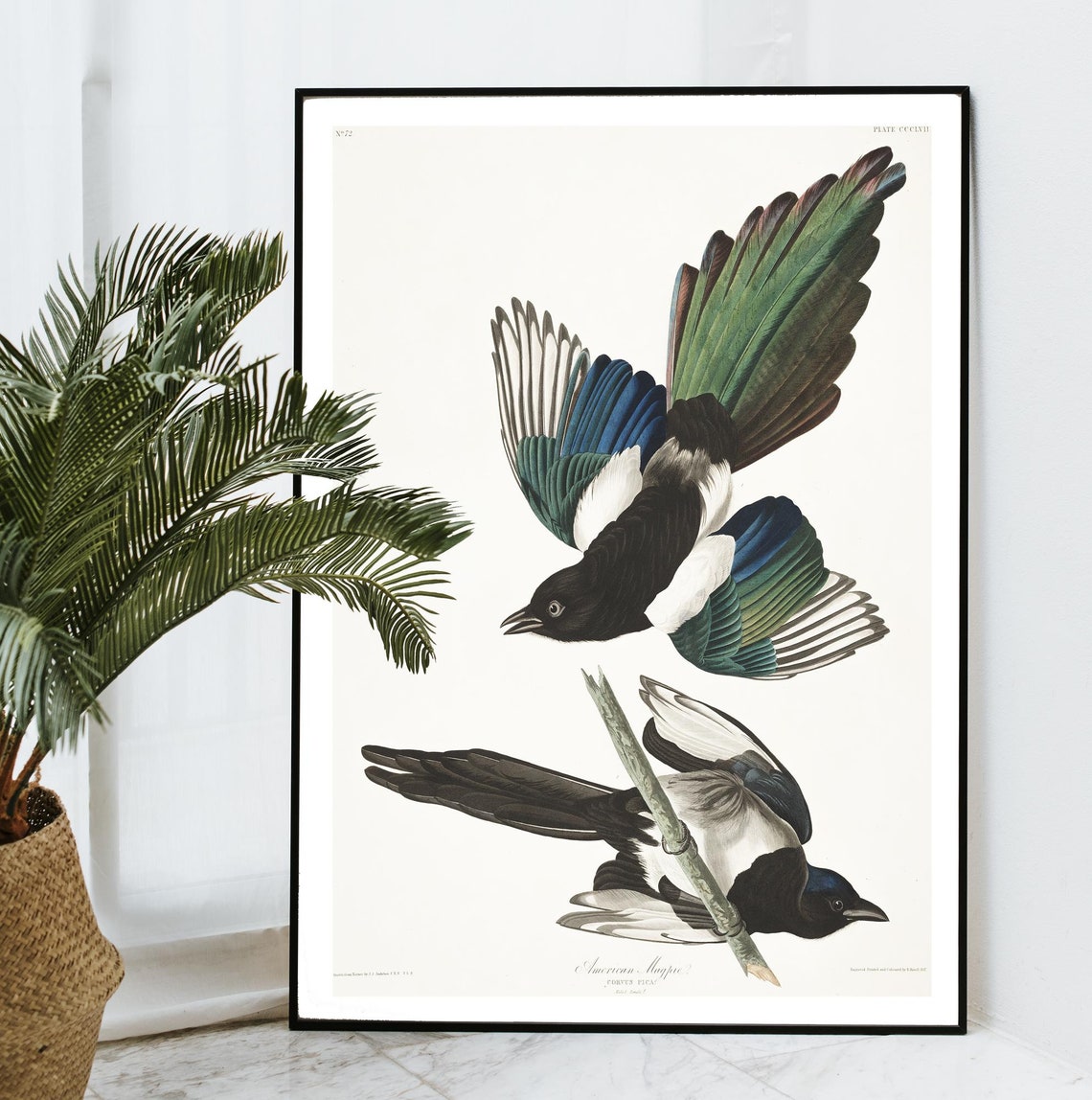 American Magpie Print Vintage Bird Illustration from 19th | Etsy