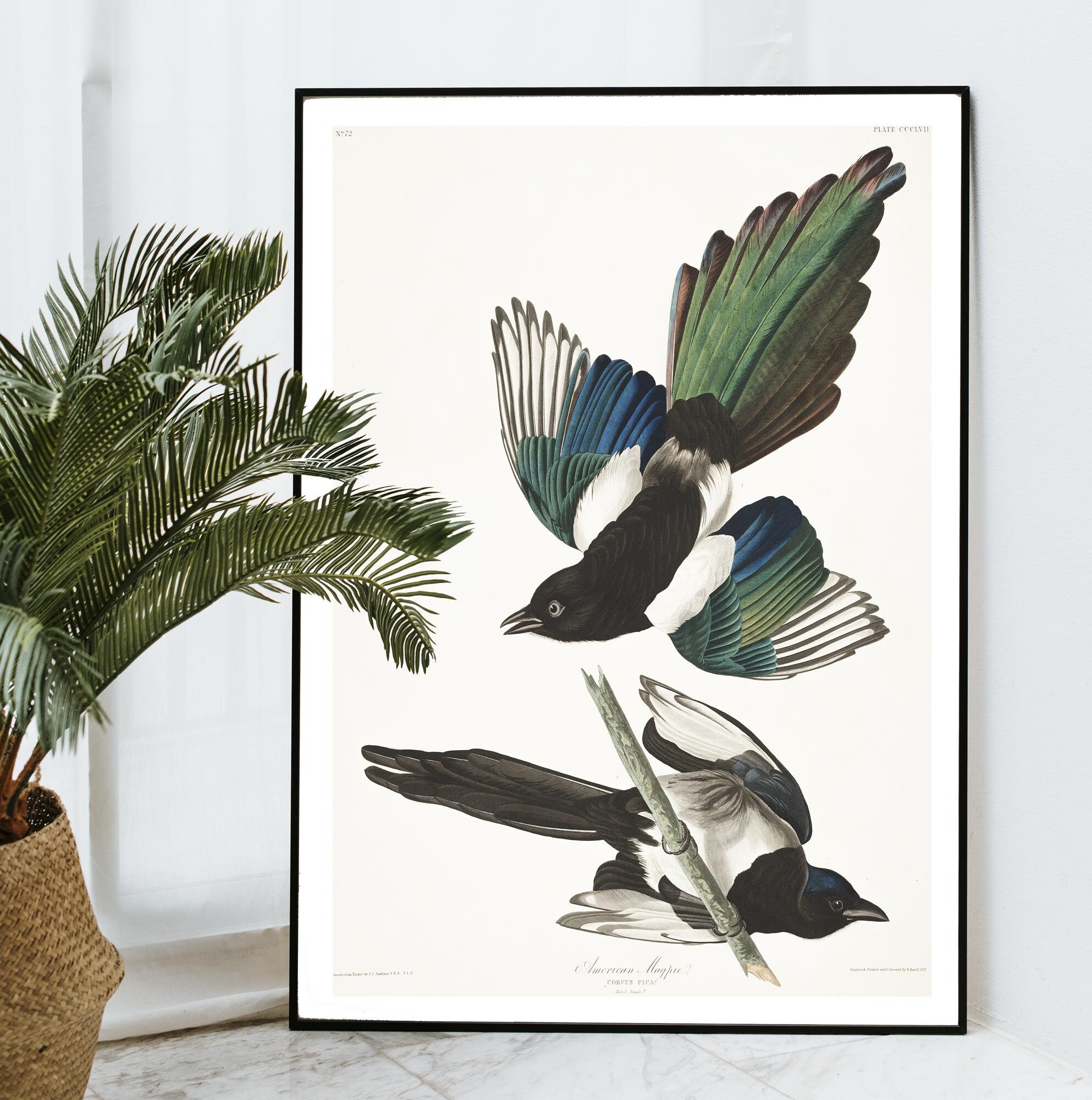 American Magpie Print Vintage Bird Illustration from 19th | Etsy