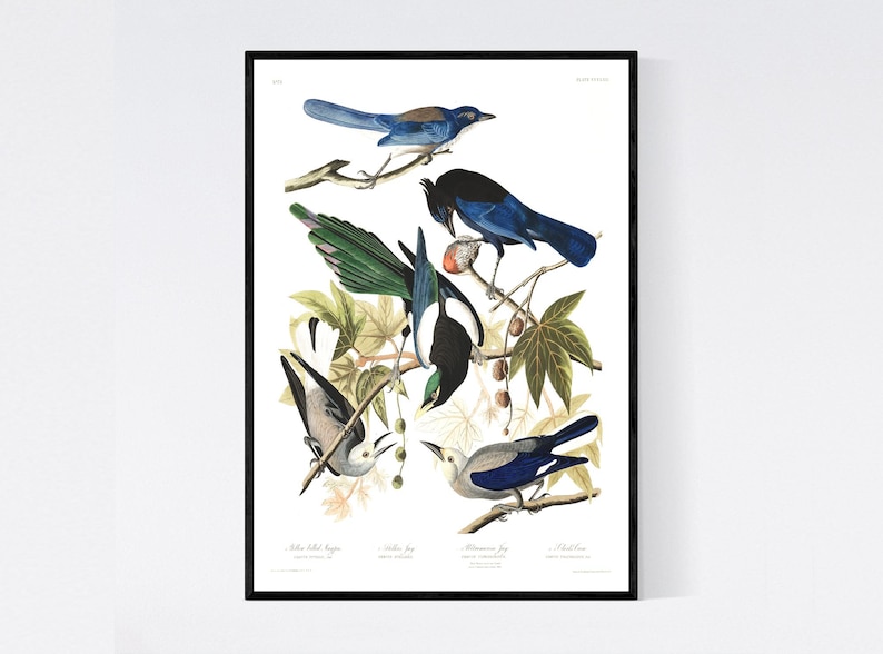 Yellow Billed Magpie Print Vintage Bird Illustration From - Etsy