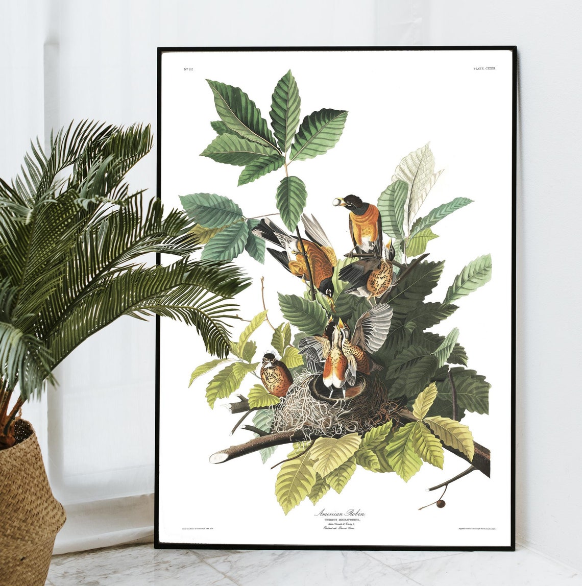 American Robin Print Vintage Bird Illustration From 19th - Etsy