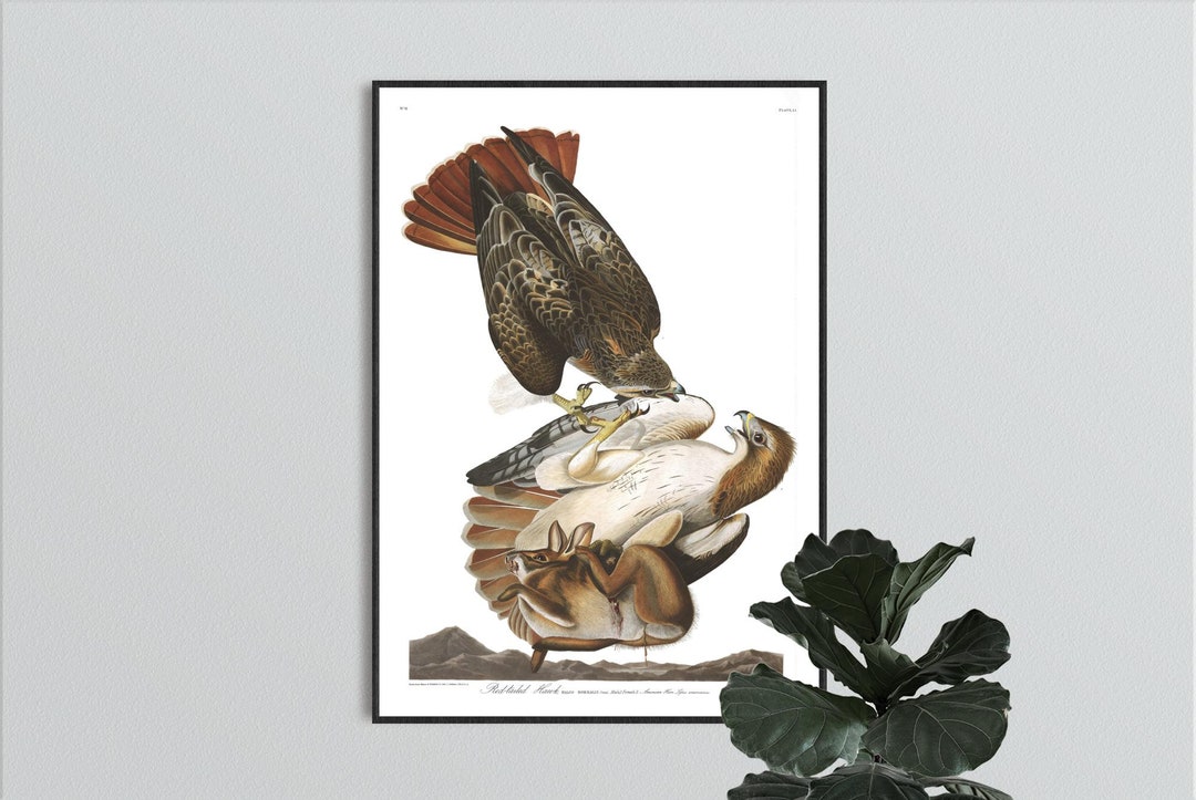 Red Tailed Hawk Print Vintage Bird Illustration From 19th Century Retro ...