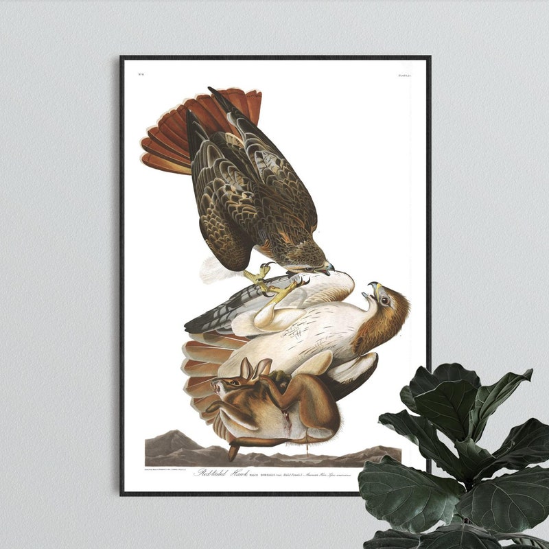 Red Tailed Hawk - Etsy