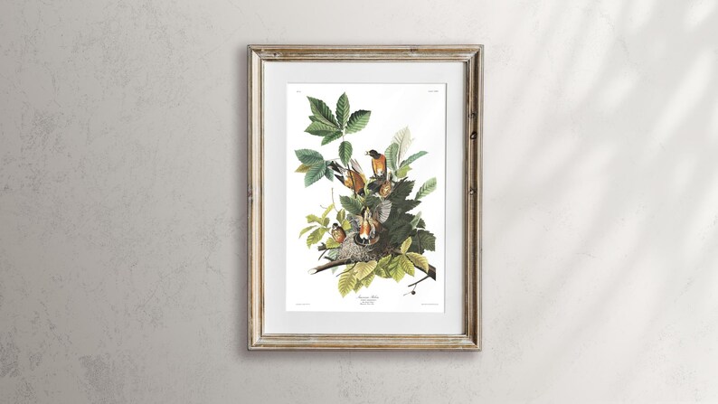 American Robin Print Vintage Bird Illustration From 19th - Etsy