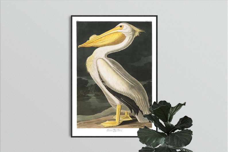 American White Pelican Print Vintage Bird Illustration from | Etsy