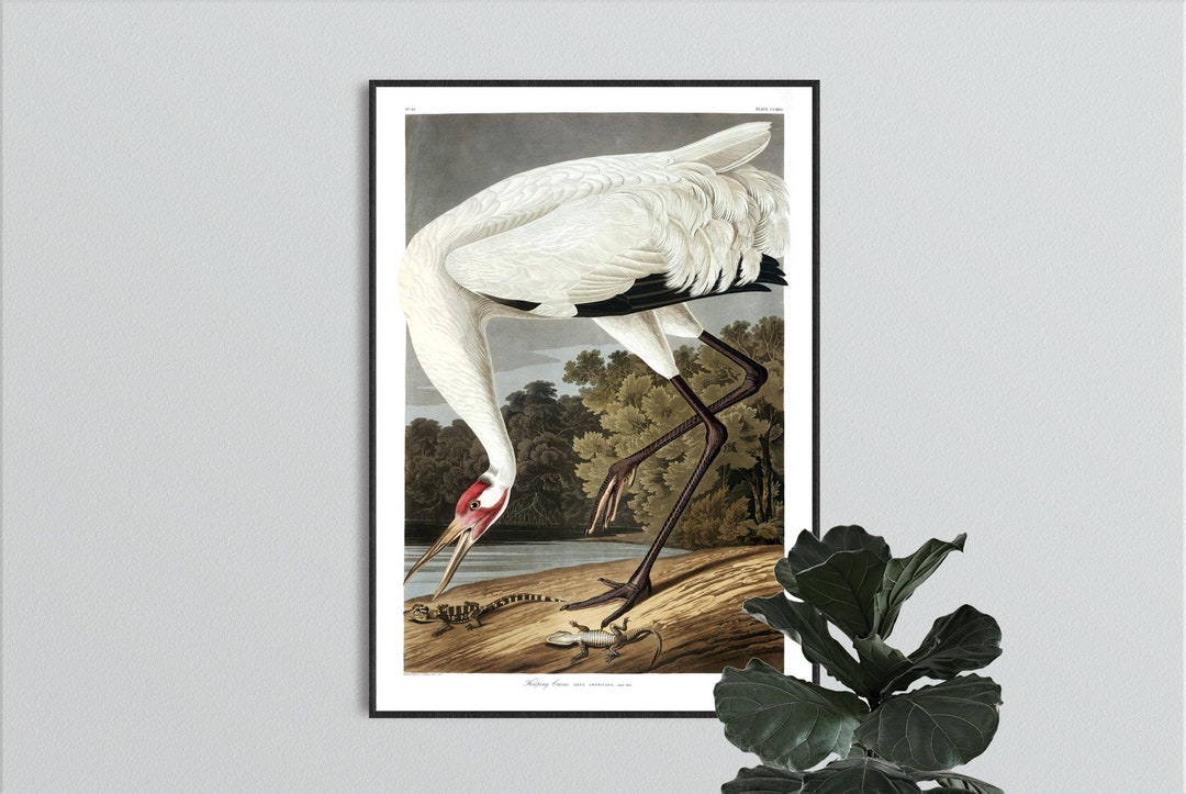 Hooping Crane Print Vintage Bird Illustration From 19th Century Retro ...