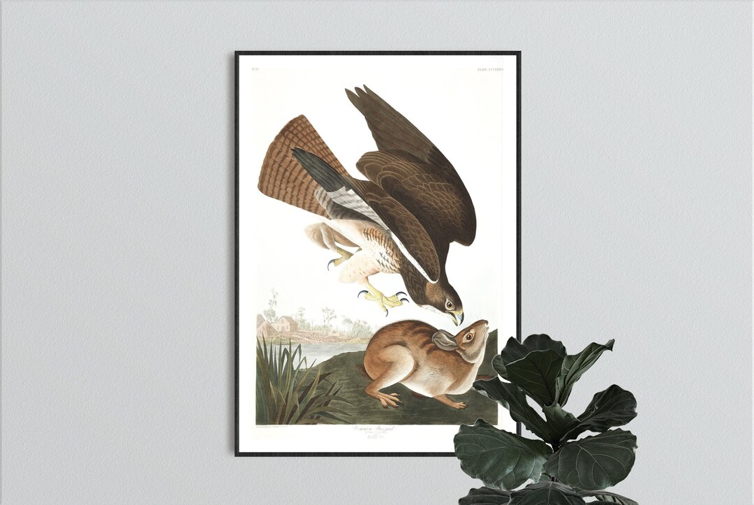 Common Buzzard Print Vintage Bird Illustration From 19th Century Retro ...