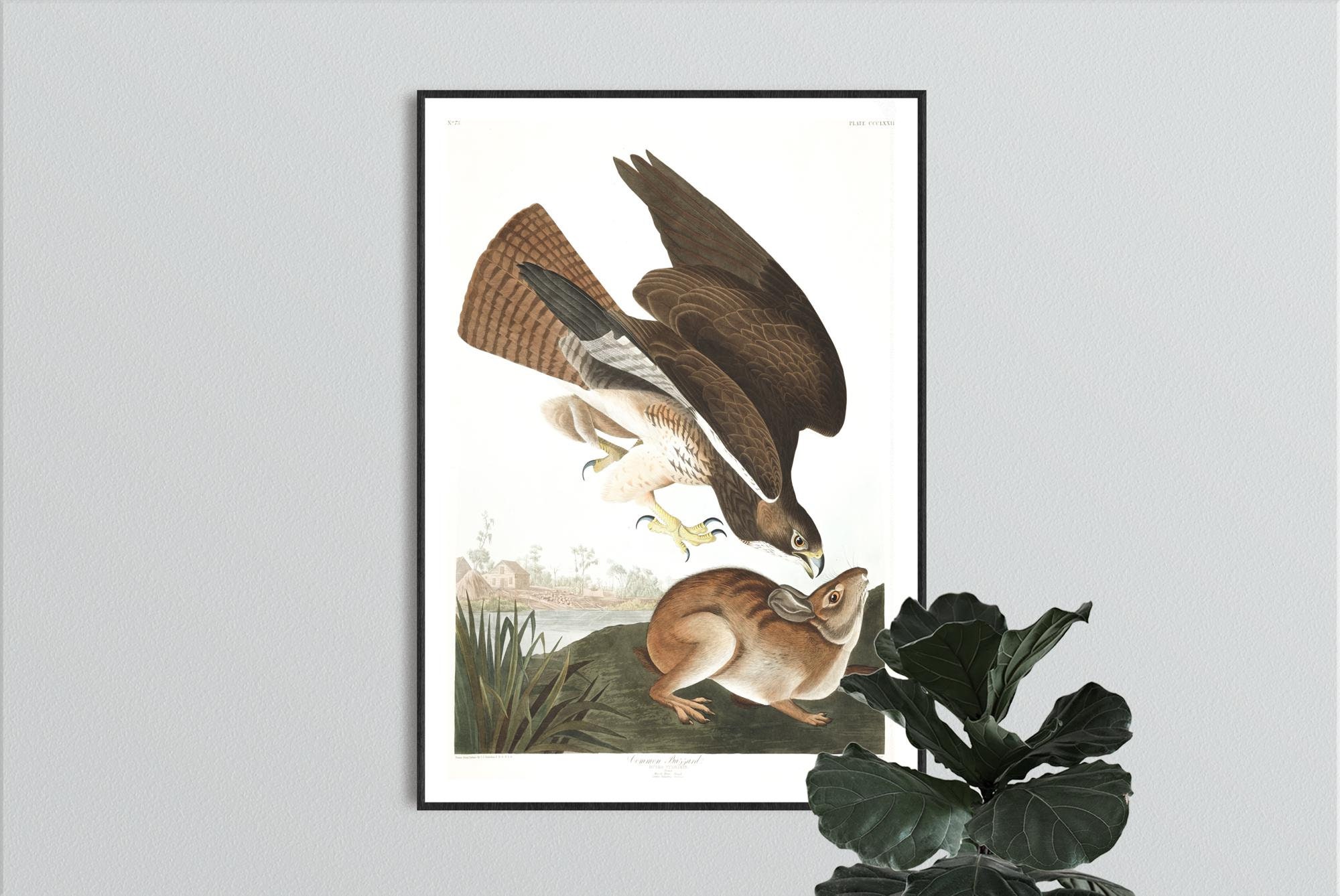 Common Buzzard Print Vintage Bird Illustration From 19th - Etsy