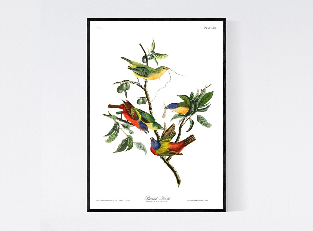 Painted Finch Bird Print Vintage Bird Illustration From 19th Century ...