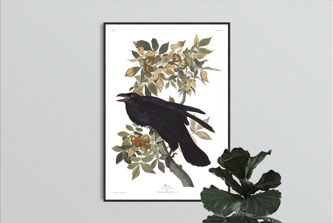Raven Bird Print Vintage Bird Illustration From 19th Century - Etsy
