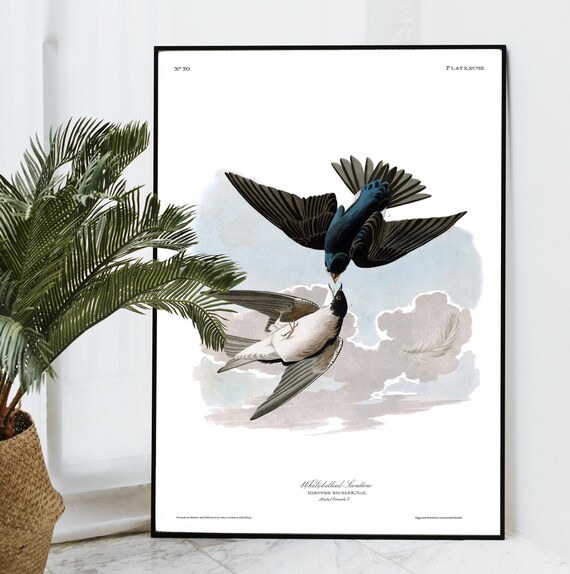White-bellied Swallow Bird Print Vintage Bird Illustration - Etsy
