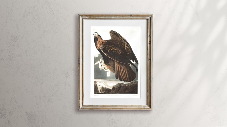 Historic Golden Eagle Print Vintage Bird Illustration from | Etsy