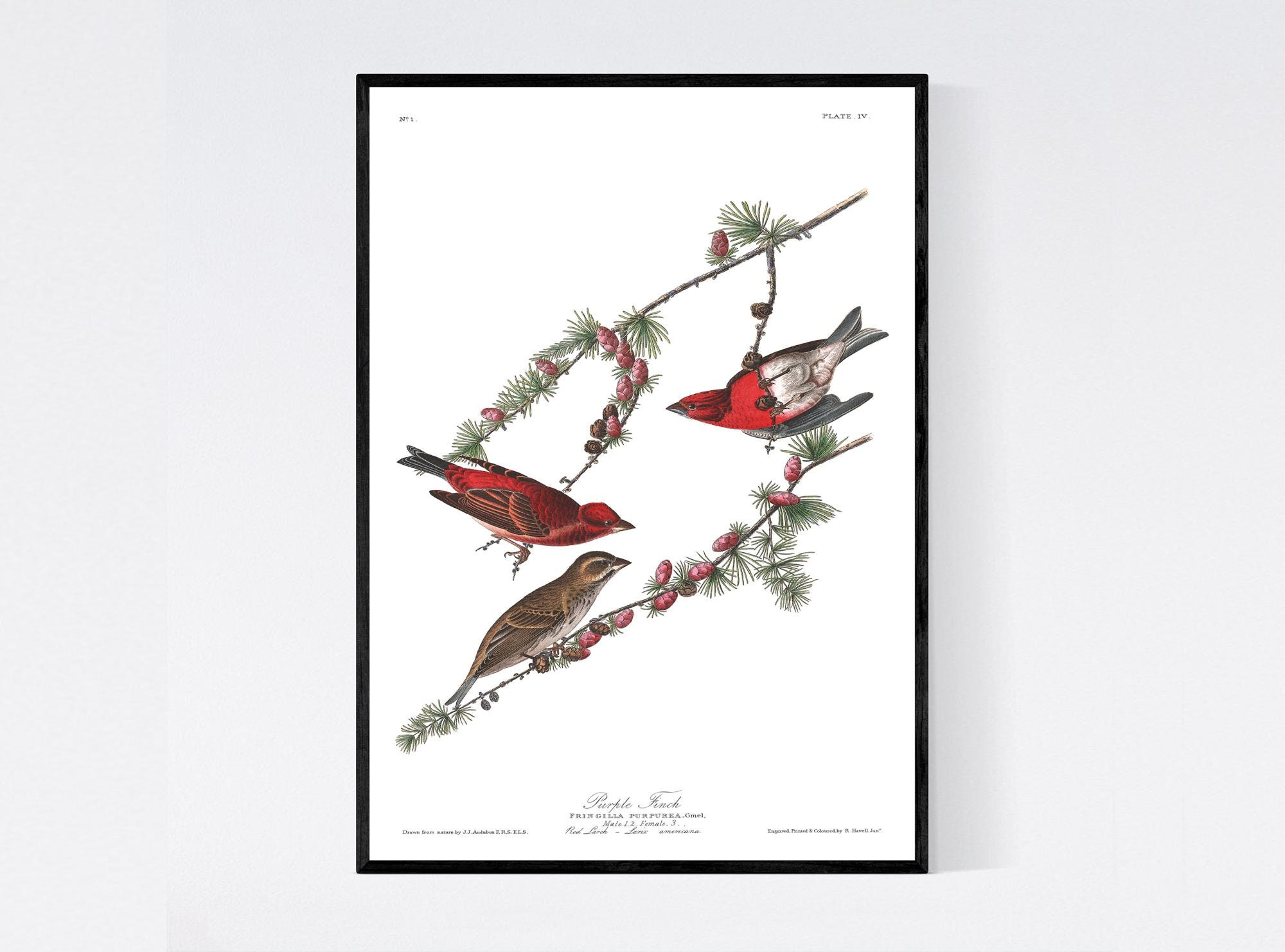 Purple Finch Print Vintage Bird Illustration from 19th | Etsy