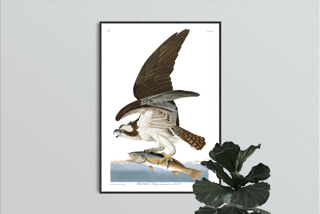 Osprey Print Vintage Bird Illustration From 19th Century Retro ...
