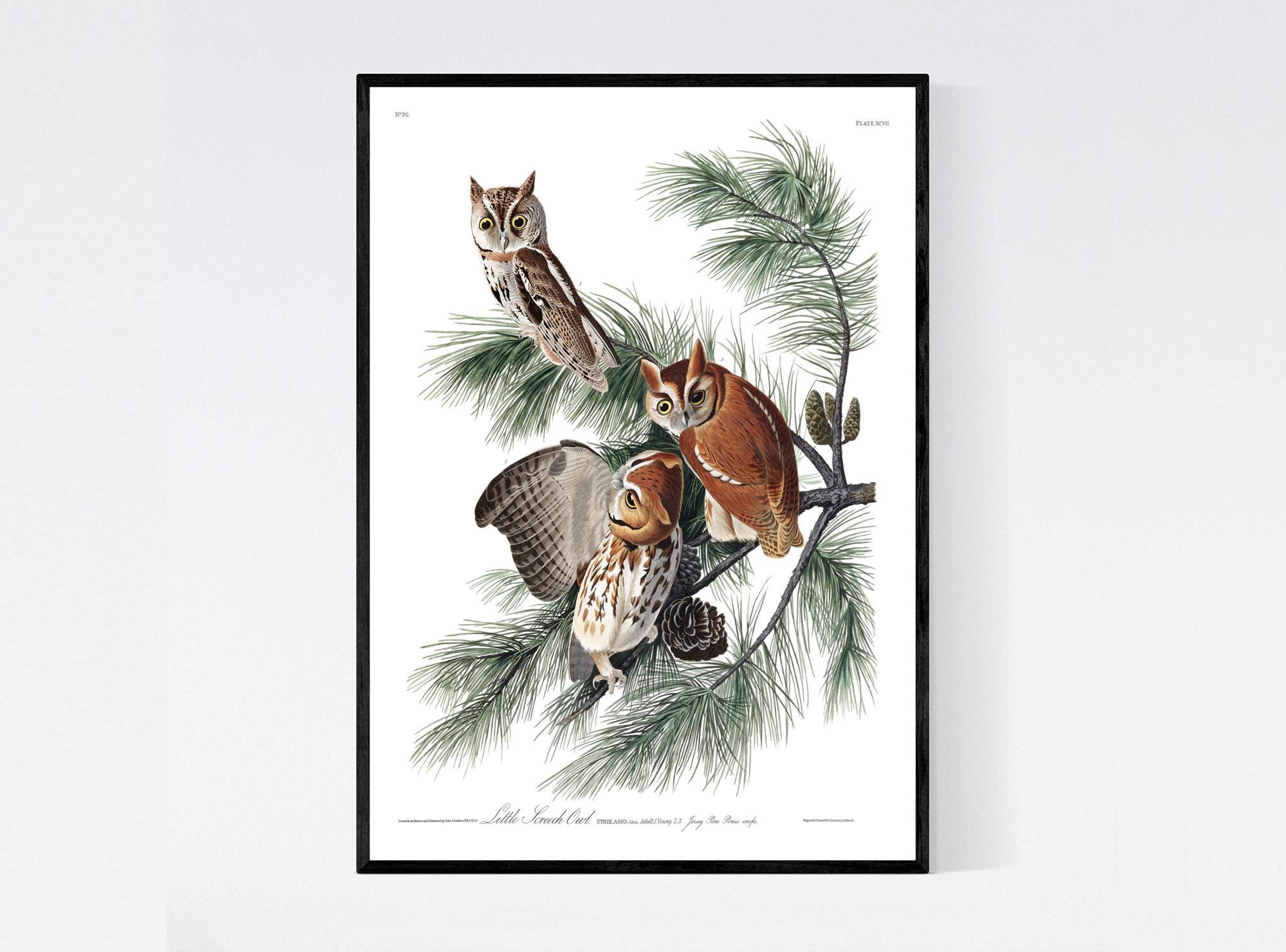 Little Screech Owl Print Vintage Bird Illustration From 19th | Etsy