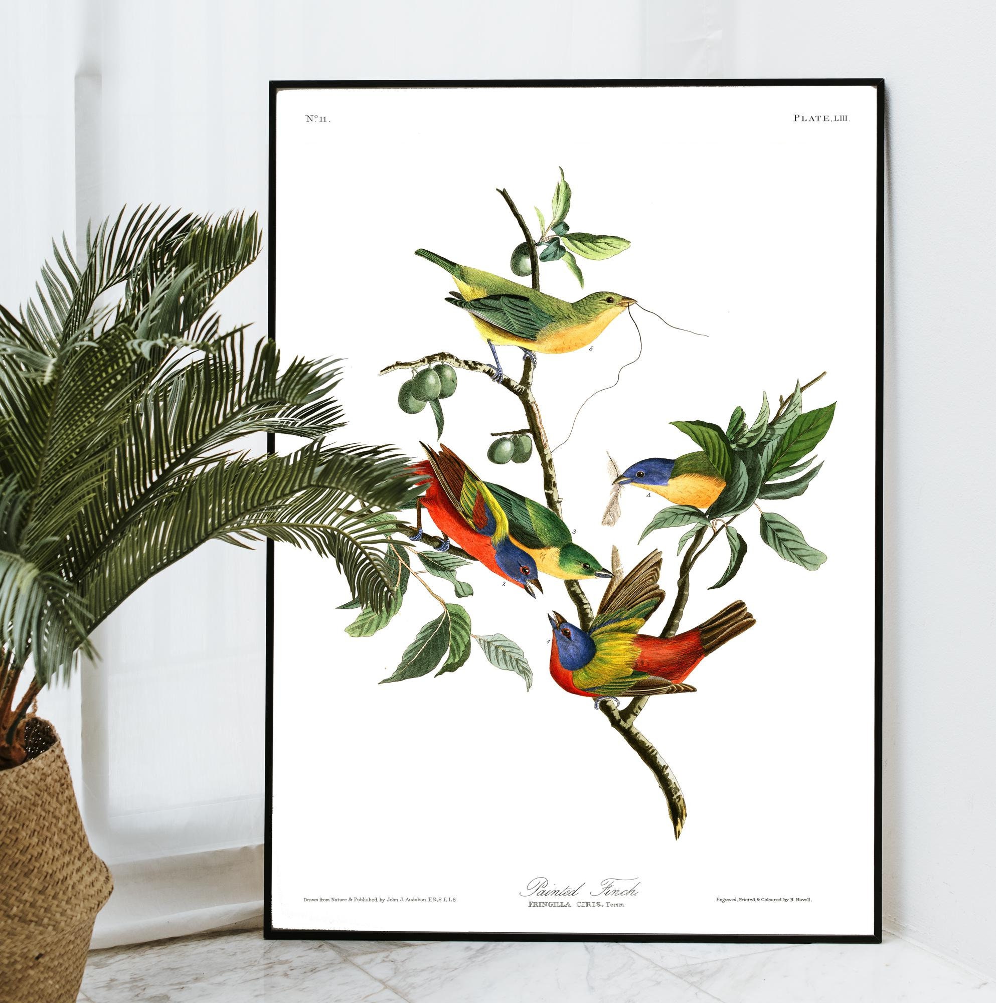 Painted Finch Bird Print Vintage Bird Illustration From 19th | Etsy