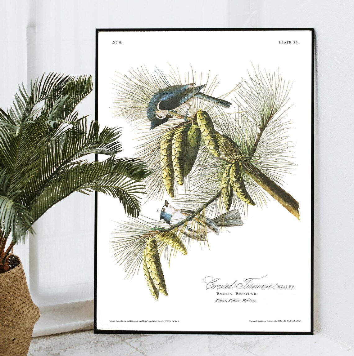 Crested Titmouse Bird Print Vintage Bird Illustration From | Etsy